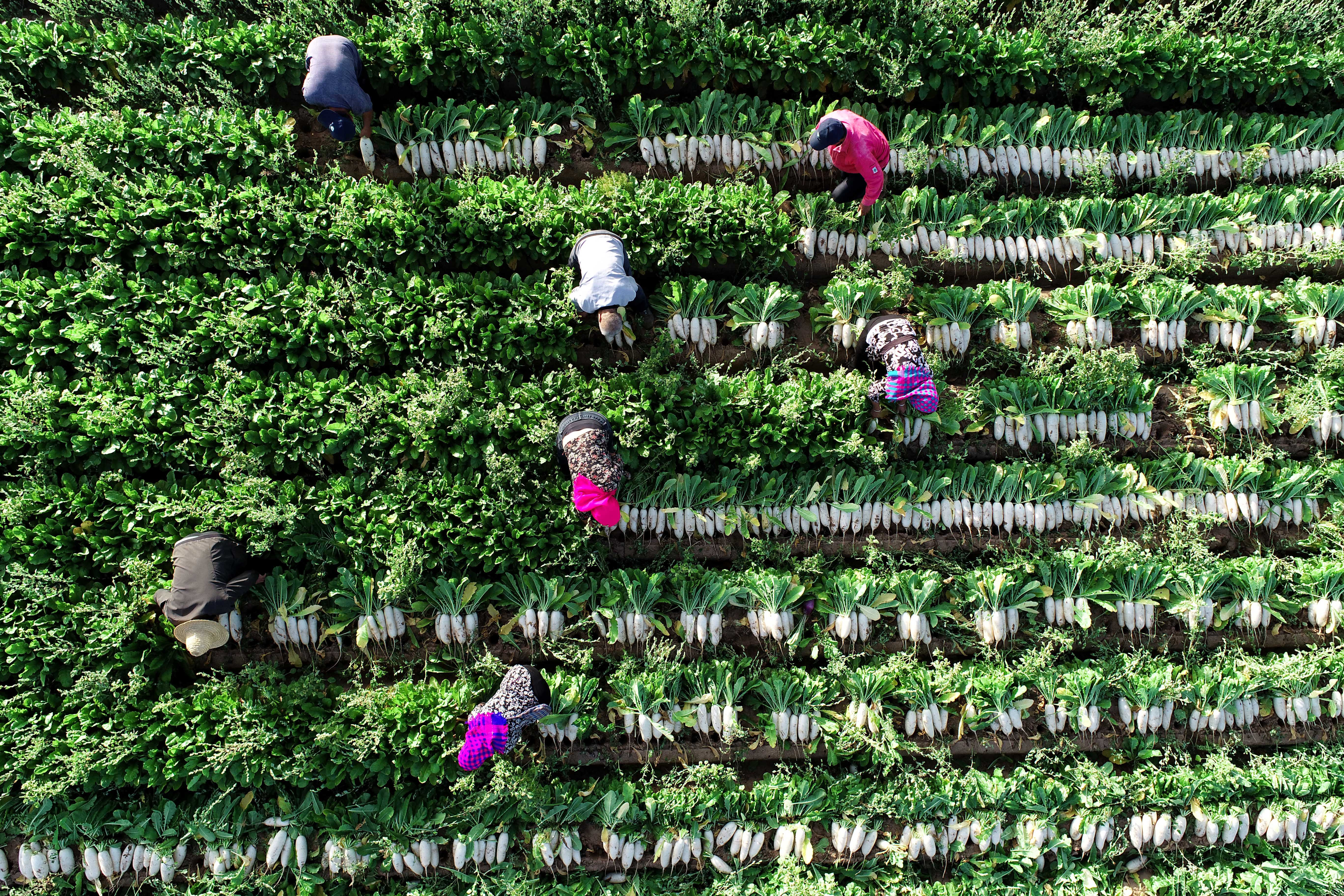 Debatten über Ernährungssicherheit, Sprachcodes im Internet und Klima-Aktivistin Liu Junyan | Merics